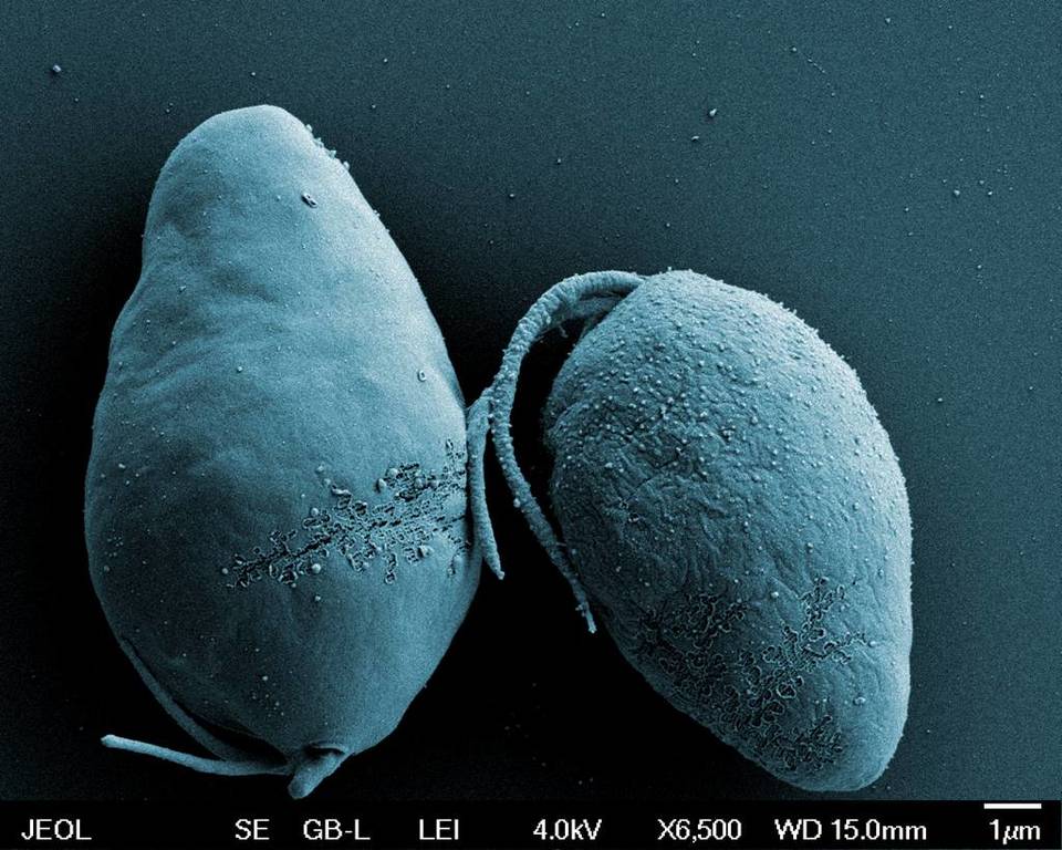 PARAZITOLOGICKÝ ÚSTAV | Vědci vytvořili genetický manuál pro výzkum ...